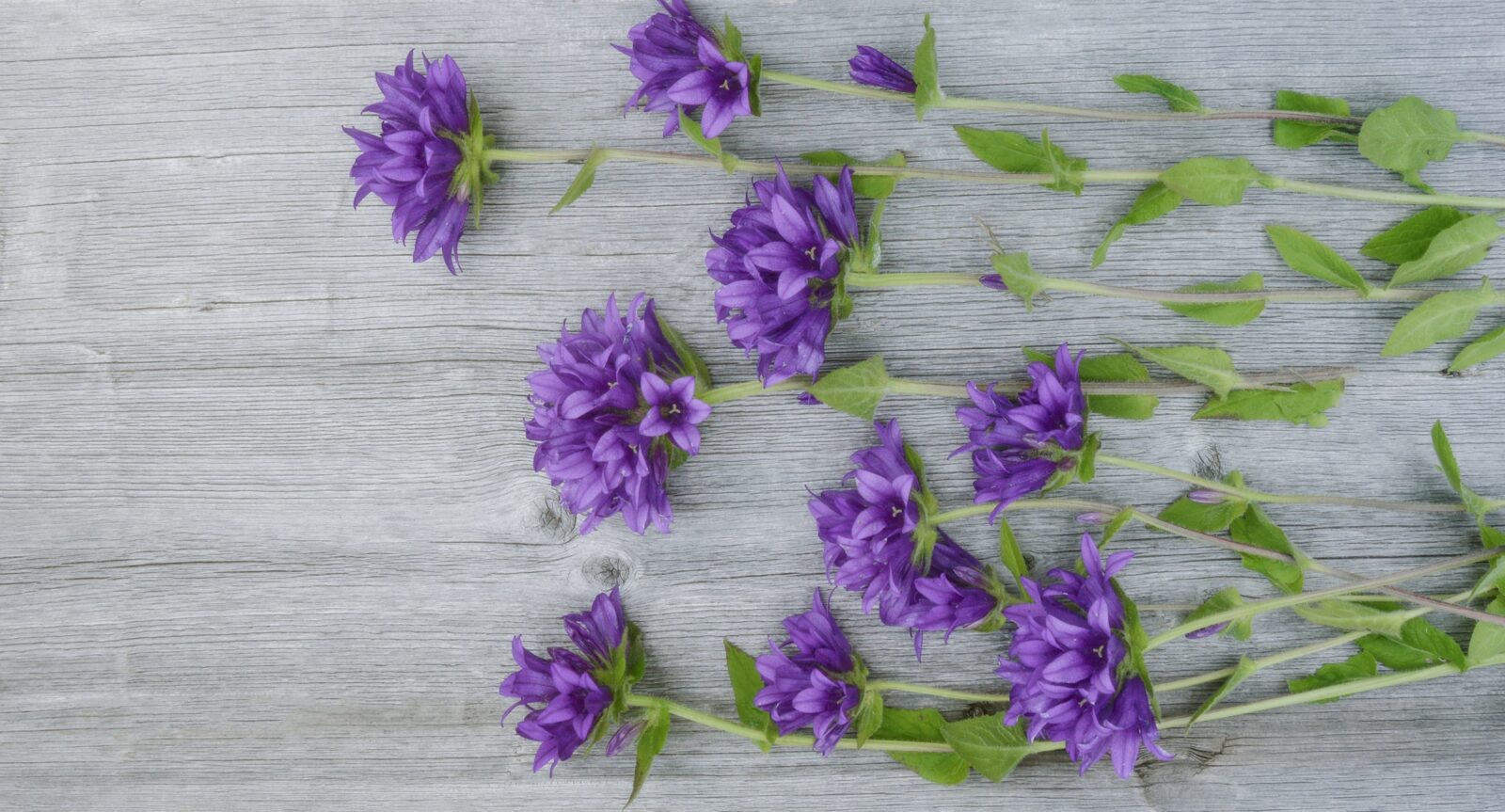 CSS Playground – Vuild